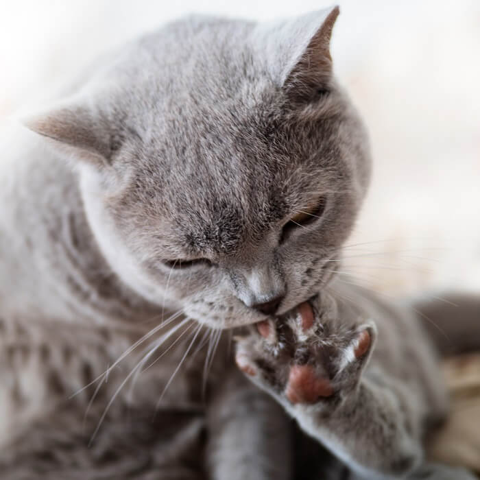 Cat Nail Biting Why Do Cats Pull Their Claws Cat Mania